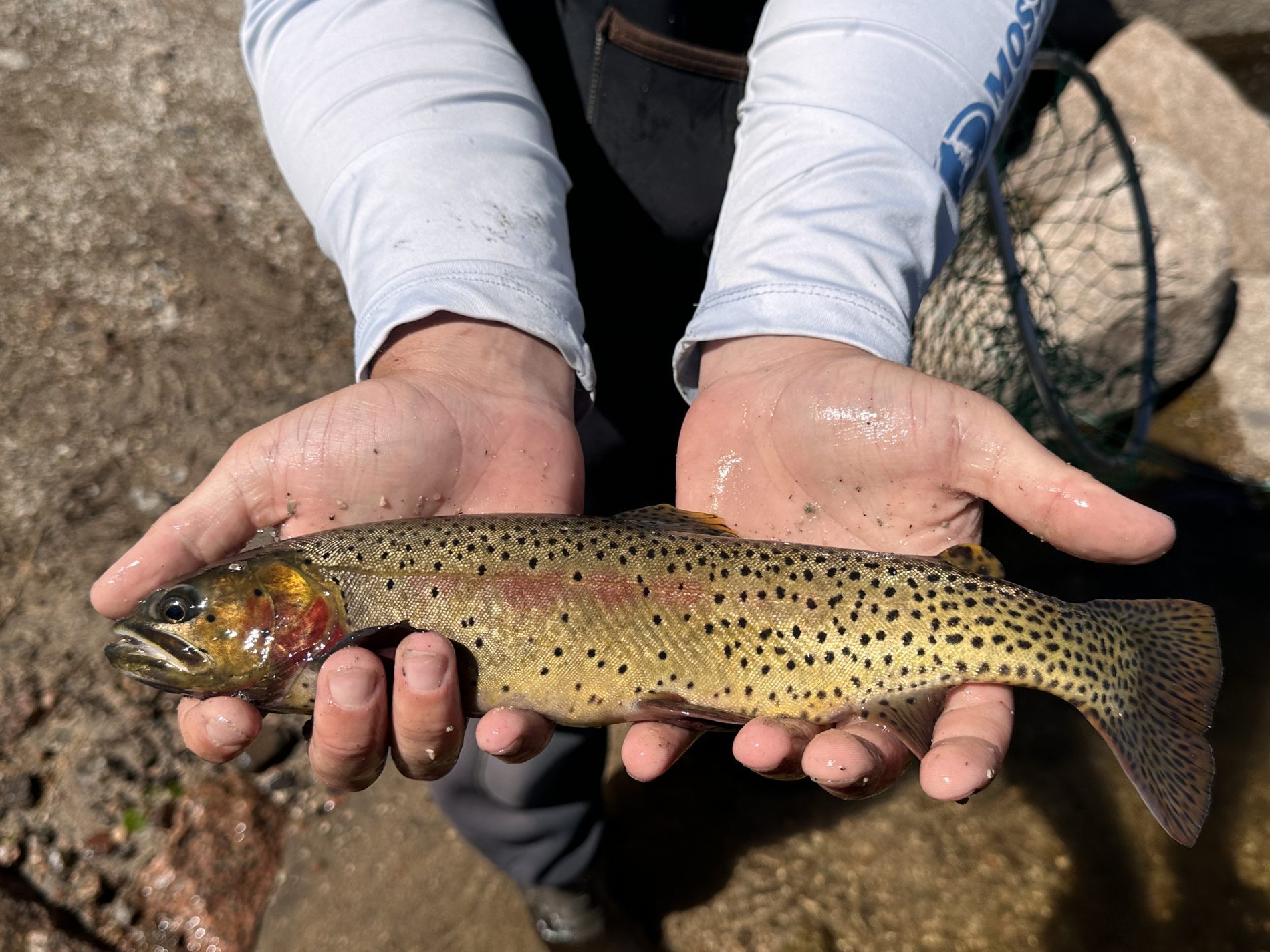 8 Bucket-List Fish You Can Catch Around Sheridan – Sheridan County ...