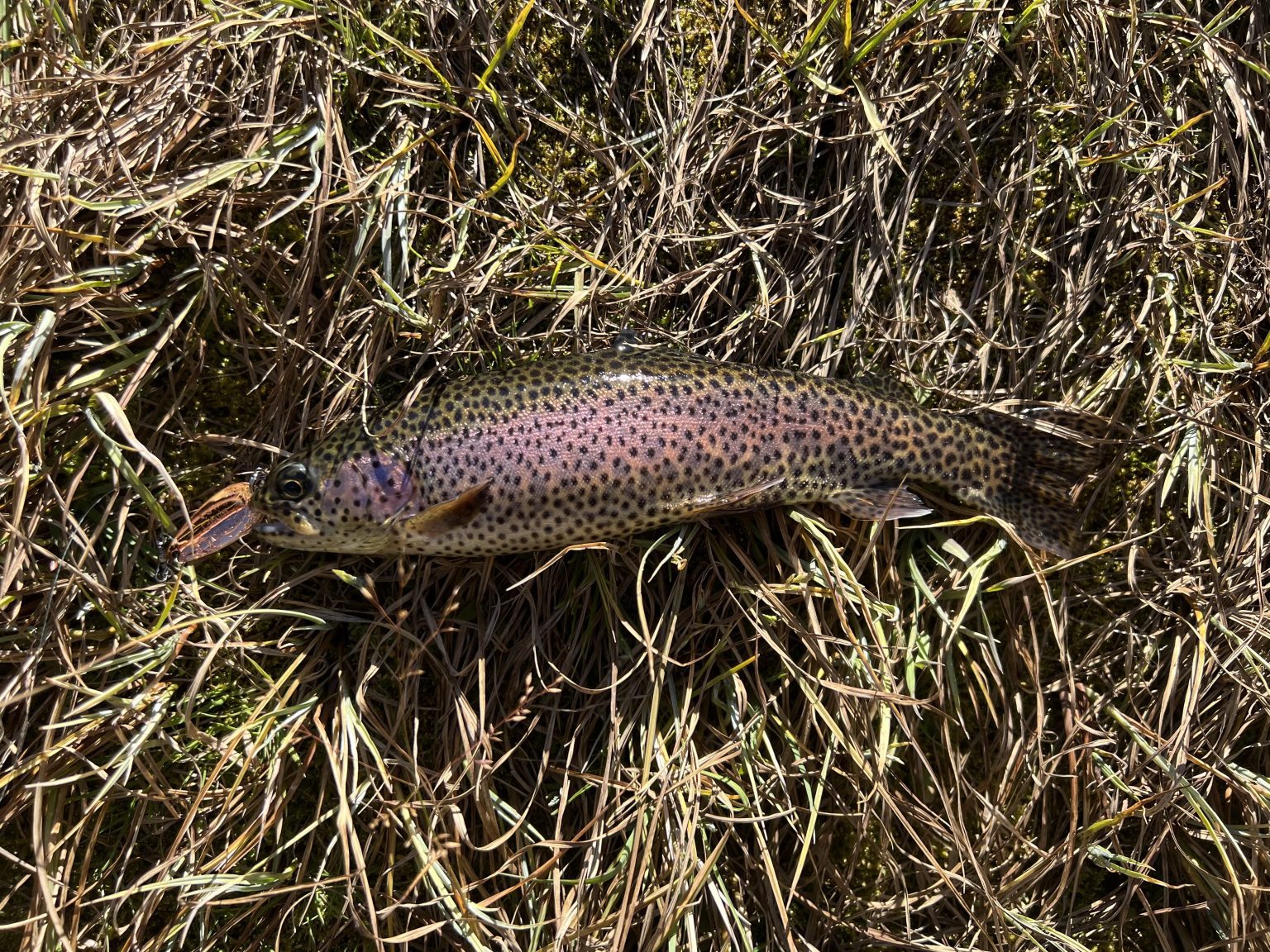 8 Bucket-List Fish You Can Catch Around Sheridan – Sheridan County ...